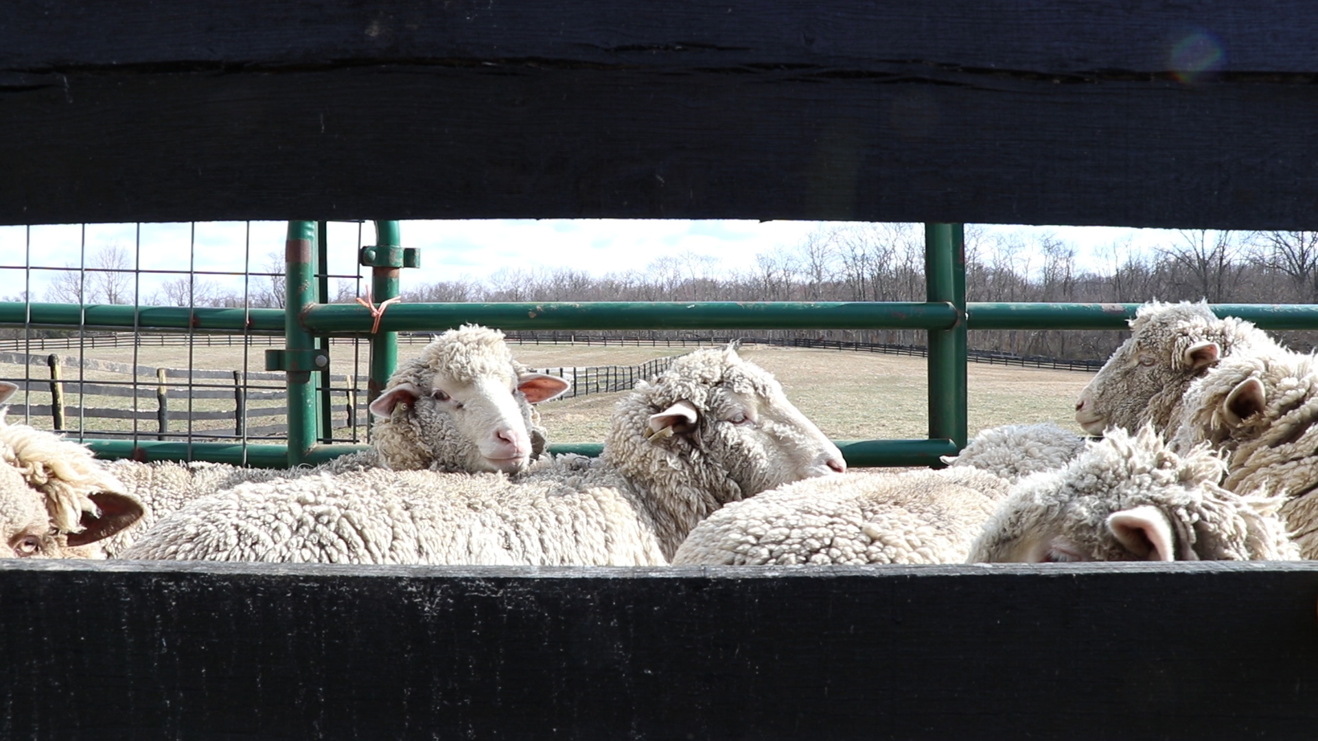 Shepherd Showcases Tip-To-Tail Tack with Sheep - Medill News Service