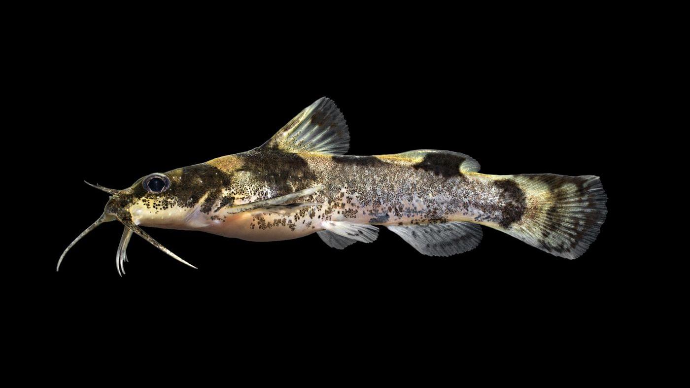 Fish and Wildlife Service moves to protect Carolina madtoms, Neuse ...